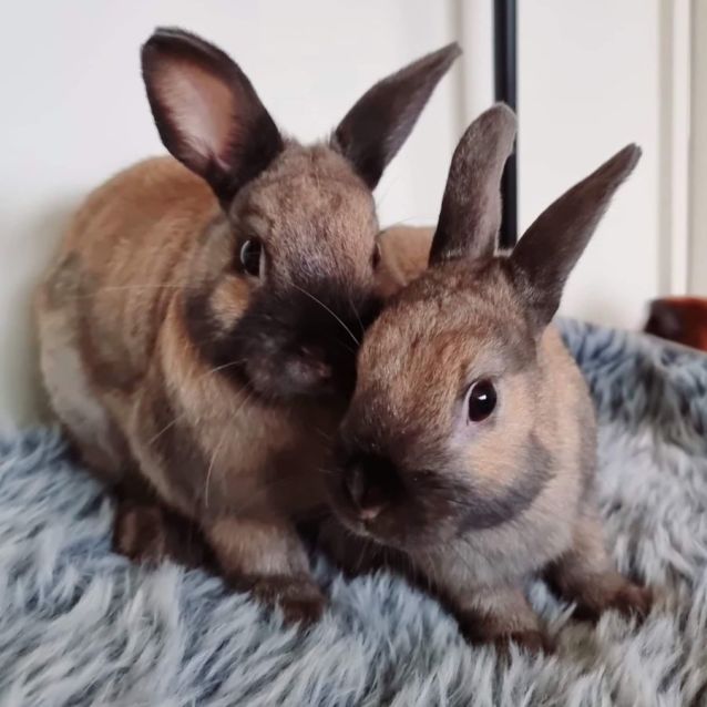 🐰Gus & Gabe🐰 (Located in Werribee) - Male Netherland Dwarf Mix Rabbit ...