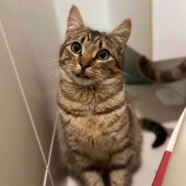 Strontium - Meet me @ PETstock Hawthorn! - Male Domestic Short Hair Cat ...