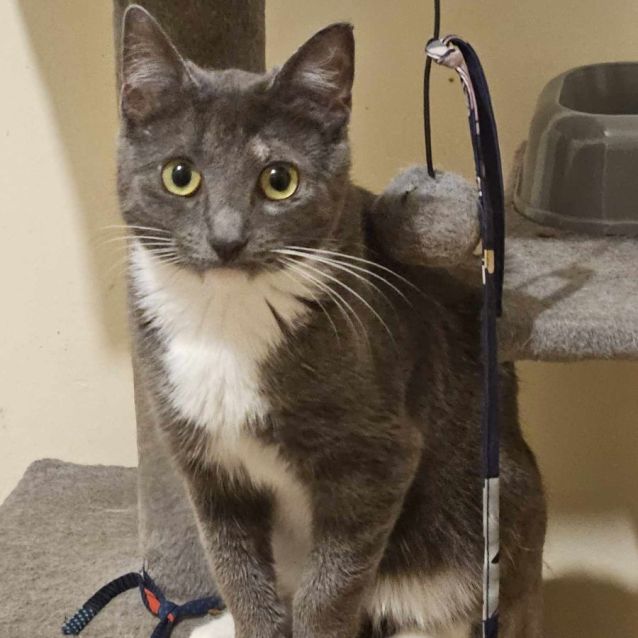 Pips - Female Domestic Short Hair Cat in VIC - PetRescue