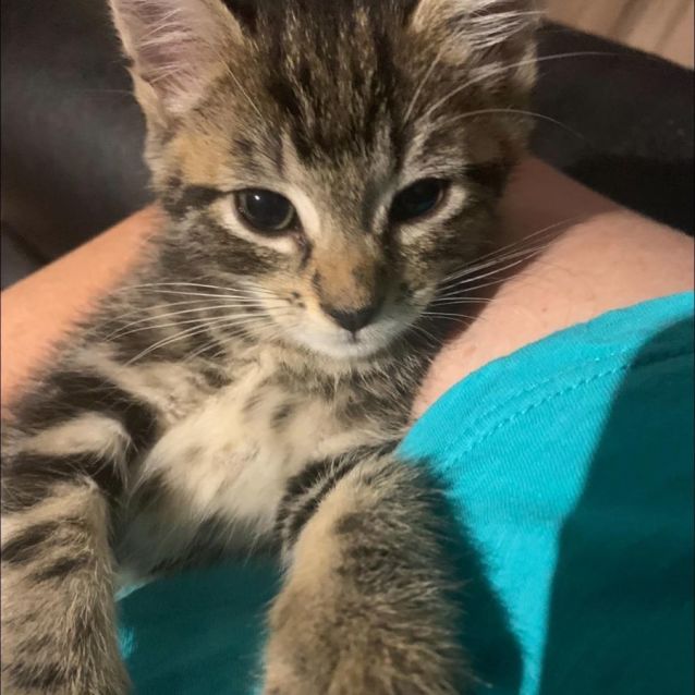 Tilly - Female Domestic Short Hair Cat in NSW - PetRescue