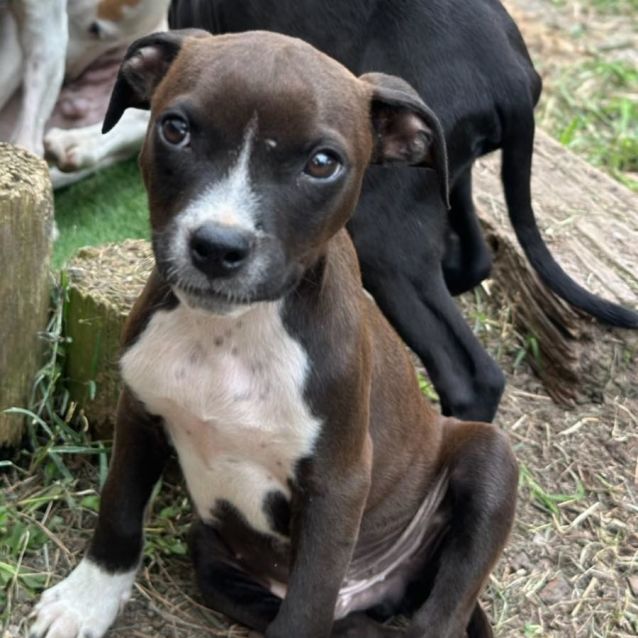 Poops - Large Male Boxer x Pointer Mix Dog in VIC - PetRescue