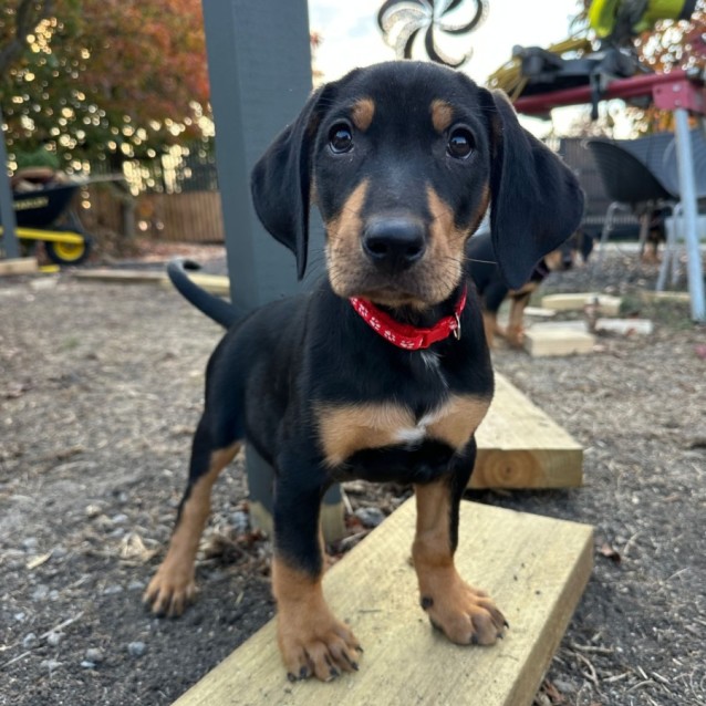 Peppe Hare - Large Male Bloodhound x Australian Kelpie Mix Dog in VIC ...
