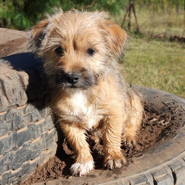 Chase - Small Male Silky Terrier Mix Dog in QLD - PetRescue