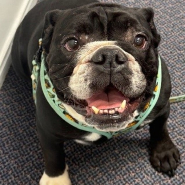 Mahlee - Medium Female British Bulldog Dog in QLD - PetRescue