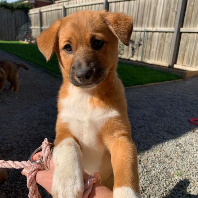 Breamlea - Medium Female German Shepherd x Cattle Dog Mix Dog in VIC ...