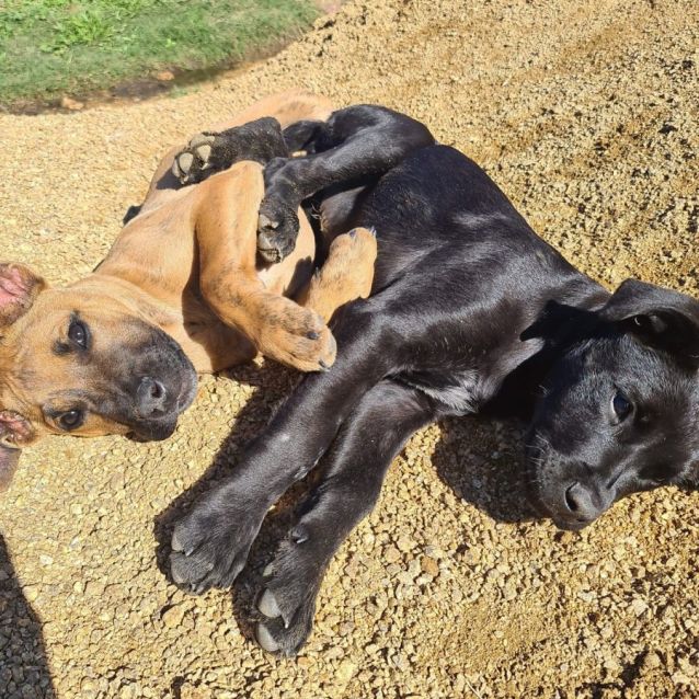 Russet - Medium Male Labrador x Mastiff x Ridgeback Mix Dog in QLD ...