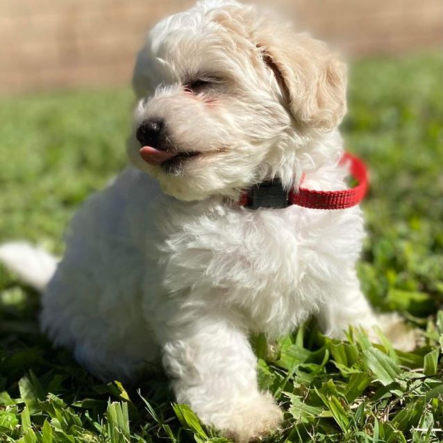 Ziggy - Small Female Poodle x Cocker Spaniel, English Dog in QLD ...