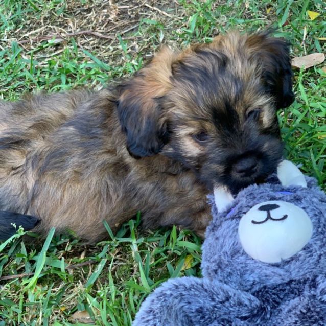 Chase 🥰🐶🥰 - Small Male Poodle x Pug x Cavalier King Charles Spaniel Mix ...