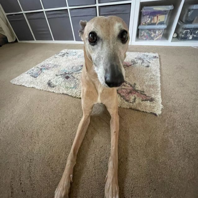 Devo - Medium Male Whippet Dog in VIC - PetRescue