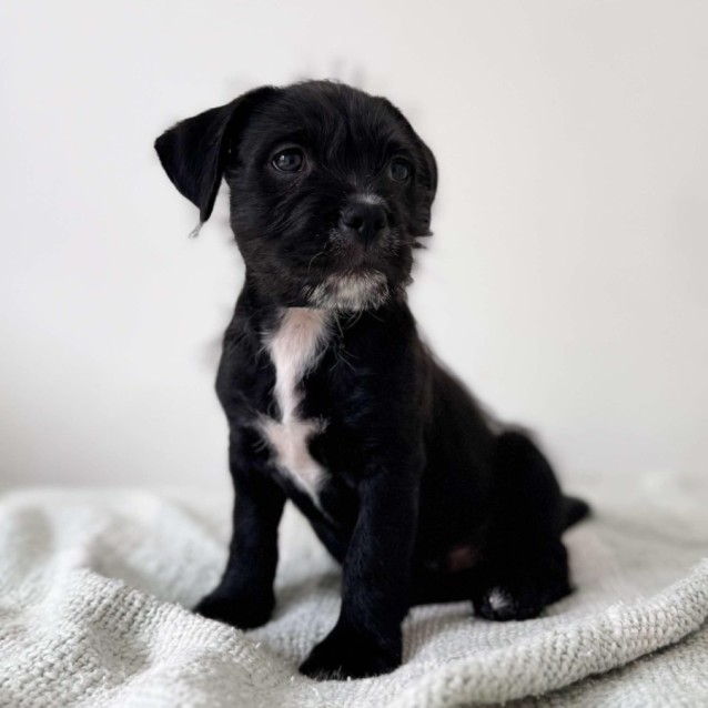 Sisko - Medium Male Maltese x Staffordshire Bull Terrier Mix Dog in VIC ...