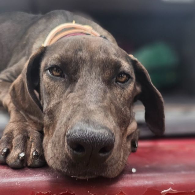 Chevelle - Large Male Great Dane x Bull Arab Mix Dog in QLD - PetRescue