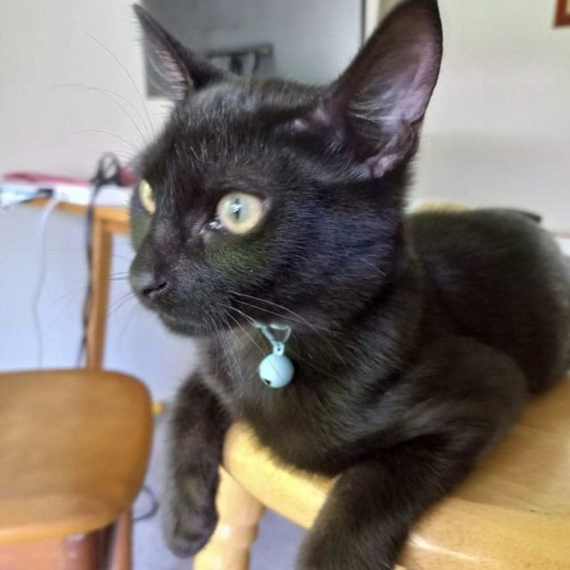Onyx - Male Domestic Short Hair Cat in QLD - PetRescue