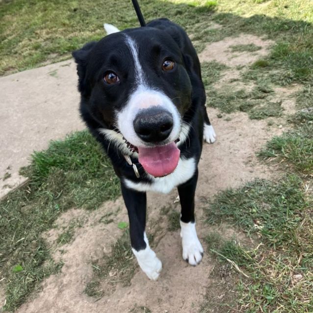 Skip - Medium Male Border Collie Dog in NSW - PetRescue