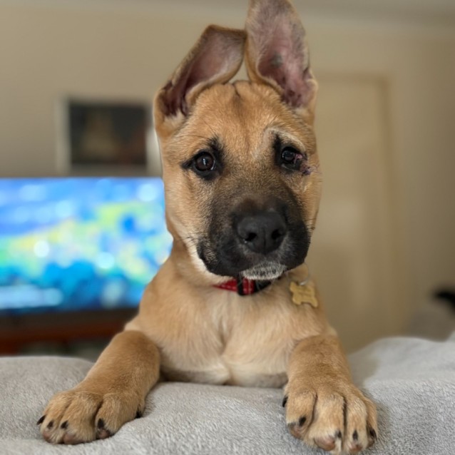 Taupe - Medium Male German Shepherd Dog x Staffordshire Bull Terrier ...