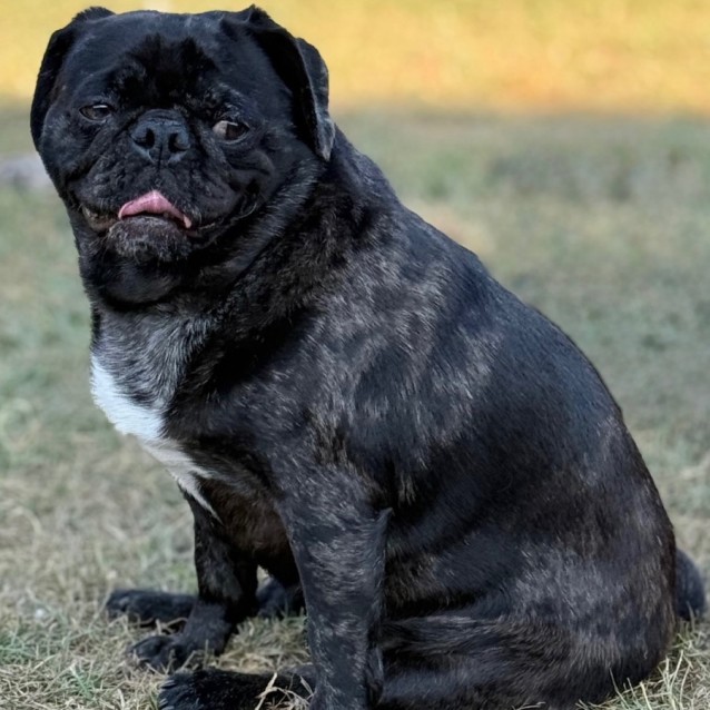 Melina - Small Female Pug Dog in QLD - PetRescue
