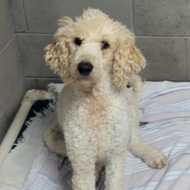 Abby - Medium Female Poodle Dog in NSW - PetRescue