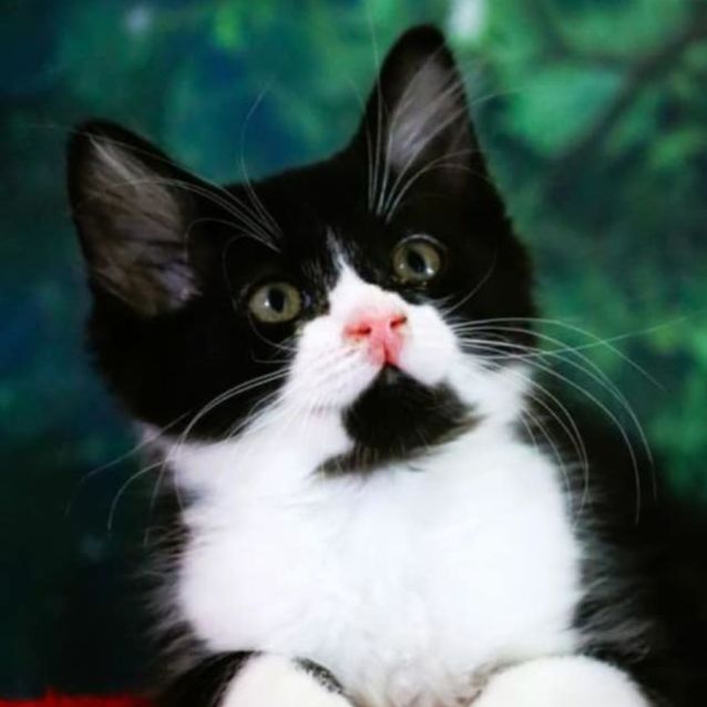 Biggles - Male Domestic Medium Hair Cat in NSW - PetRescue