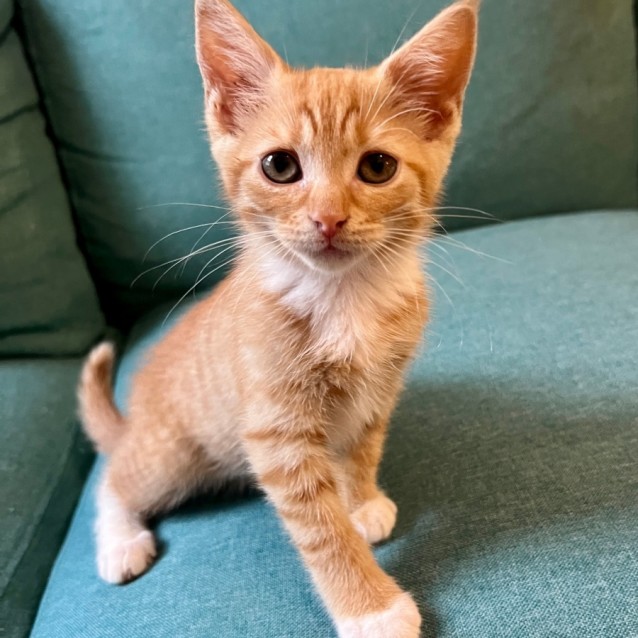 Jacaranda - Female Domestic Short Hair (DSH) Cat in NSW - PetRescue