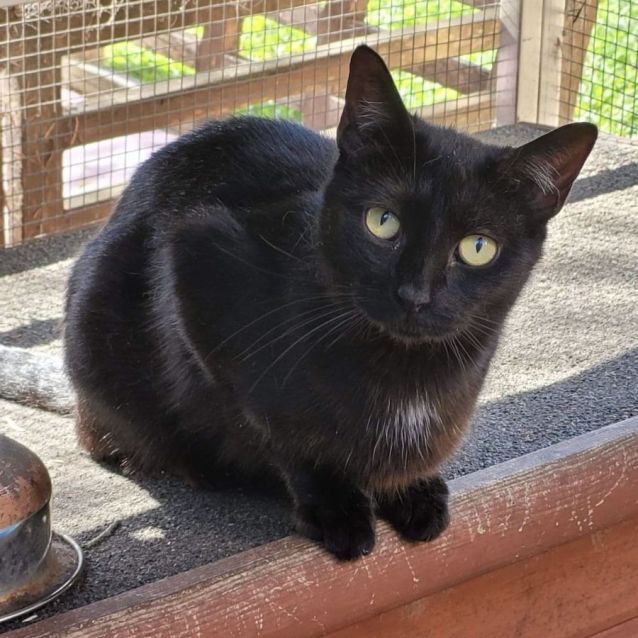 Ebony - Female Domestic Short Hair Cat in QLD - PetRescue