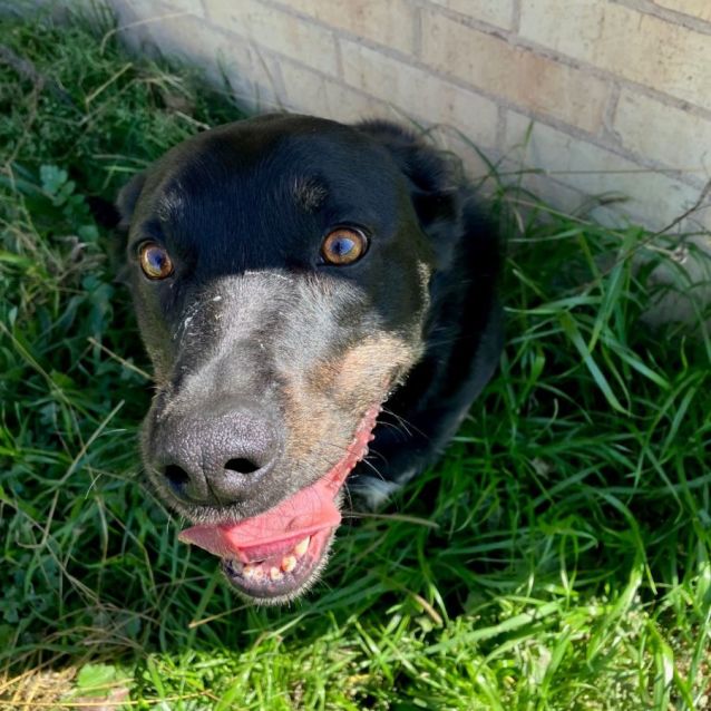 Knox - Medium Male Kelpie Mix Dog in NSW - PetRescue