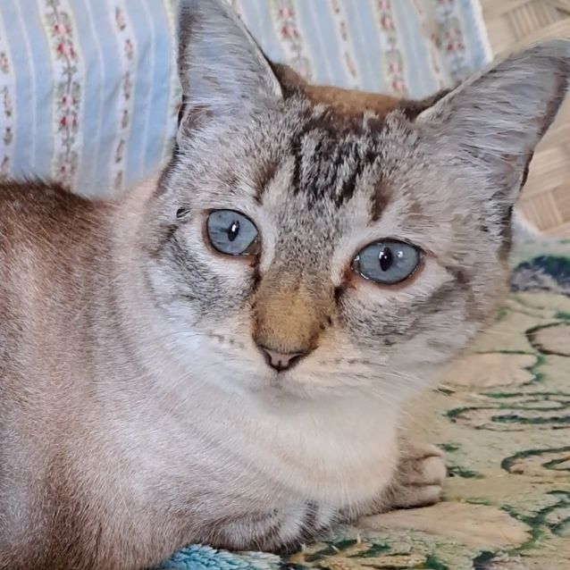 Kit Kat - Female Domestic Short Hair Mix Cat in QLD - PetRescue