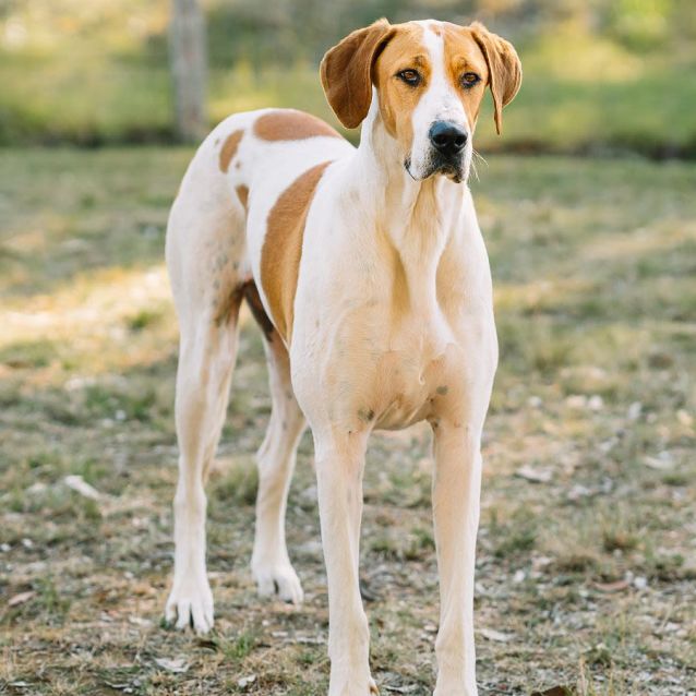 Ragnar - Large Male Staghound Mix Dog in NSW - PetRescue