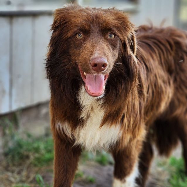 Travis - Medium Male Border Collie x Labradoodle Dog in VIC - PetRescue