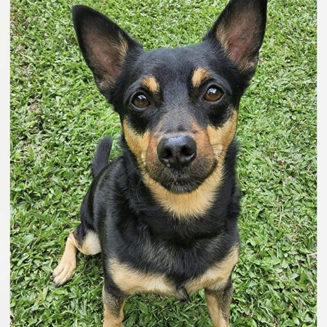 Mako - Small Male Chihuahua Mix Dog in QLD - PetRescue