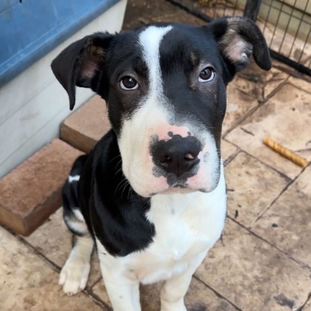 Arthur - Large Male Mastiff Mix Dog in VIC - PetRescue