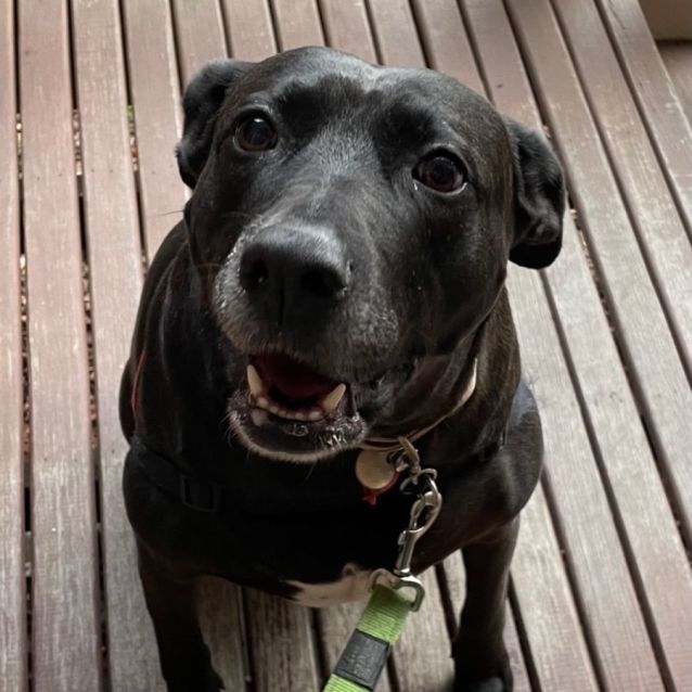 Bella Bellingham - Medium Female Labrador Mix Dog in VIC - PetRescue