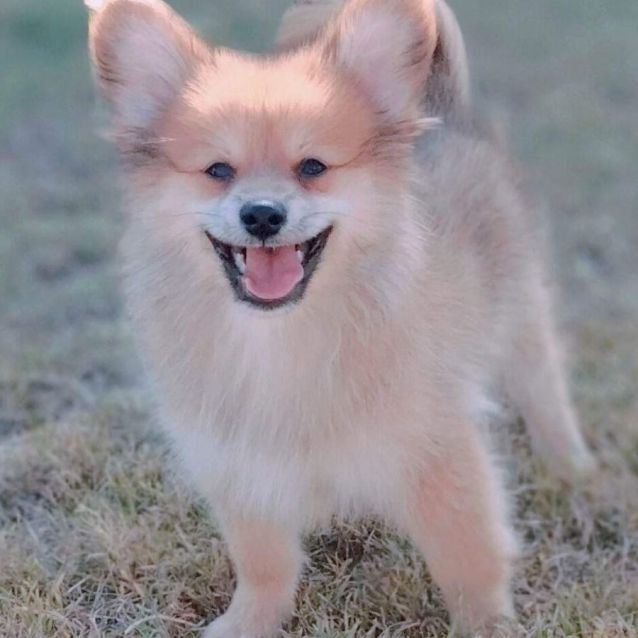 Mocha - Small Male Pomeranian Mix Dog in QLD - PetRescue