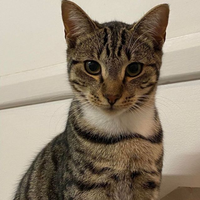 Buddy - Male Bengal x Domestic Short Hair Mix Cat in VIC - PetRescue