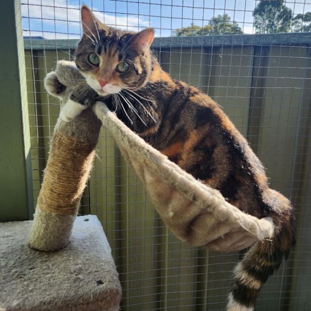 Poppet - Female Domestic Short Hair Cat in NSW - PetRescue