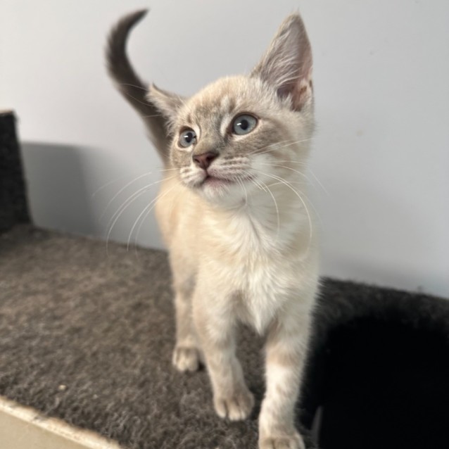 Bella - Female Ragdoll Mix Cat in QLD - PetRescue