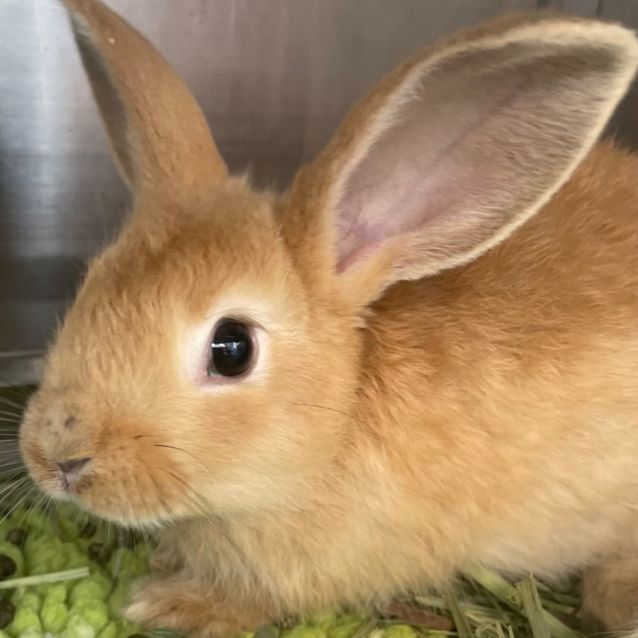 Honey - Female Domestic x Dwarf Mix Rabbit in NSW - PetRescue