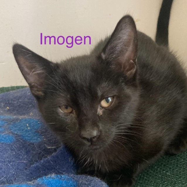 Imogen - Female Domestic Short Hair (DSH) Cat in NSW - PetRescue