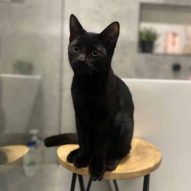 Pumba - Male Domestic Short Hair Cat in VIC - PetRescue