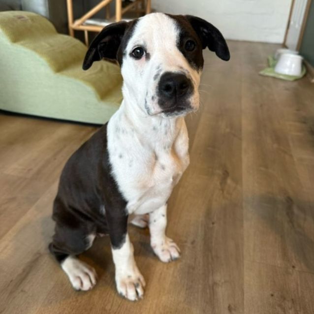 Cauldron - Medium Female Terrier x Cattle Dog Mix Dog in VIC - PetRescue