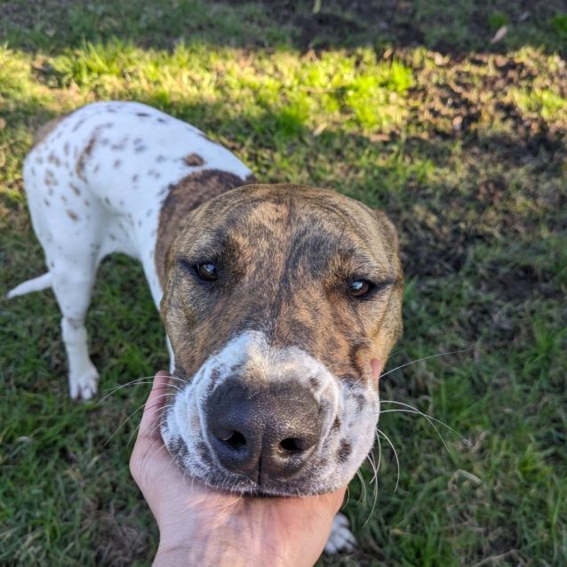 Yasha - Medium Female Mixed Breed Dog in NSW - PetRescue