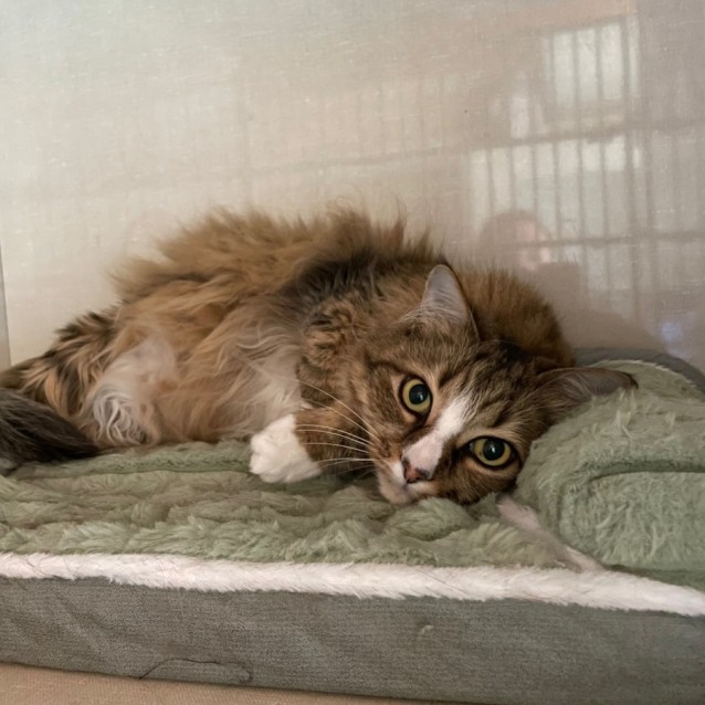 Smooch - Female Domestic Long Hair (DLH) Cat in NSW - PetRescue