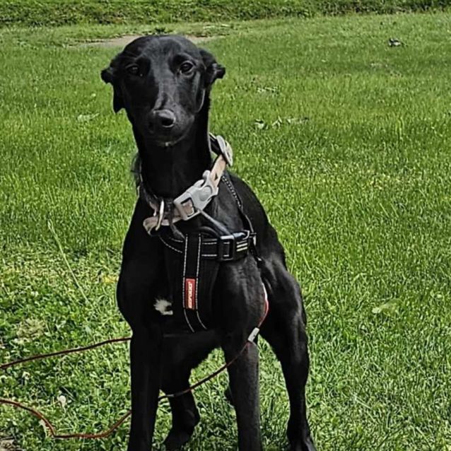 Hope aka Elsie - Large Female Greyhound Mix Dog in NSW - PetRescue