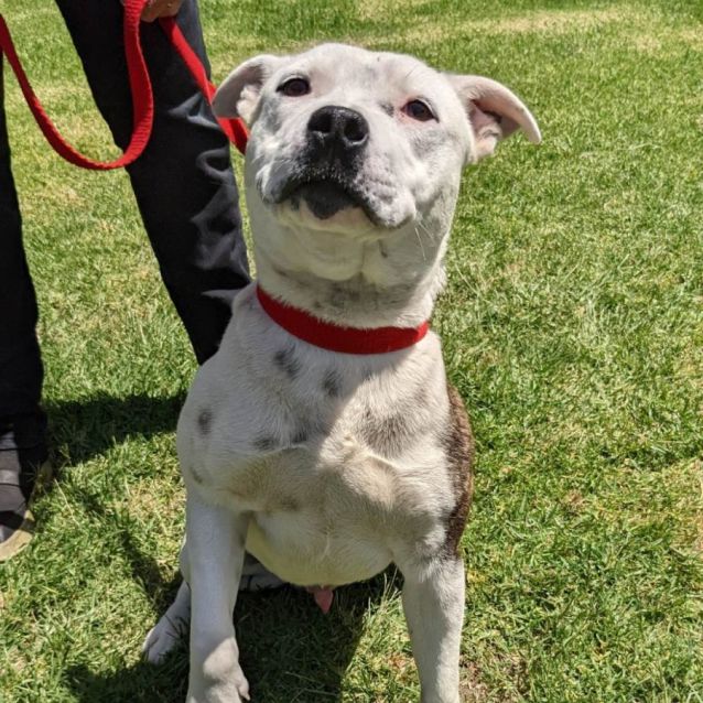 Vinnie - Medium Male Staffy Mix Dog in NSW - PetRescue
