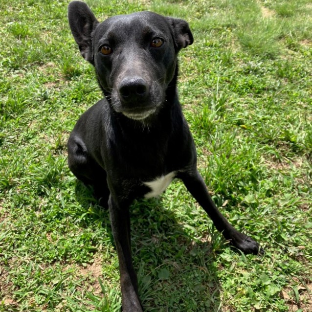 Ruby - Medium Female Australian Kelpie x Border Collie Dog in NSW - PetRescue