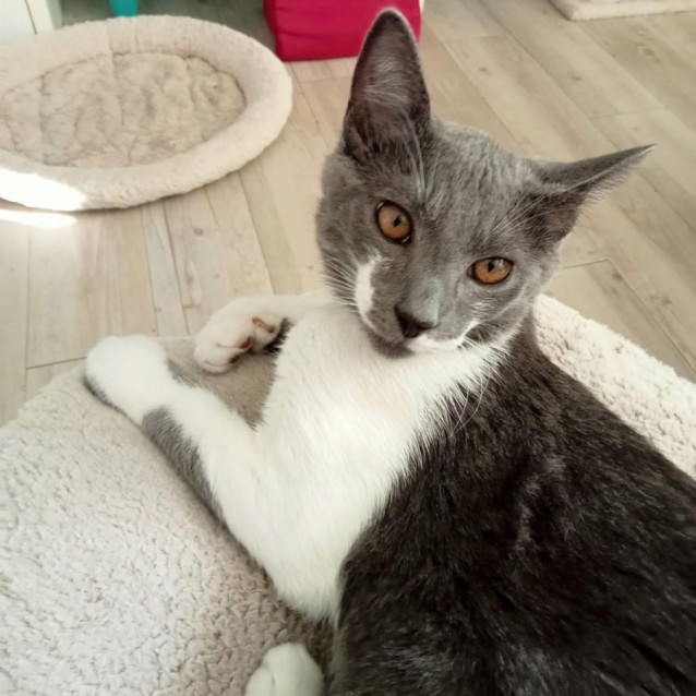 Toby - Male Domestic Short Hair (DSH) Cat in NSW - PetRescue