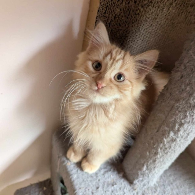 Fred Flintstone - Male Domestic Long Hair (DLH) Cat in VIC - PetRescue