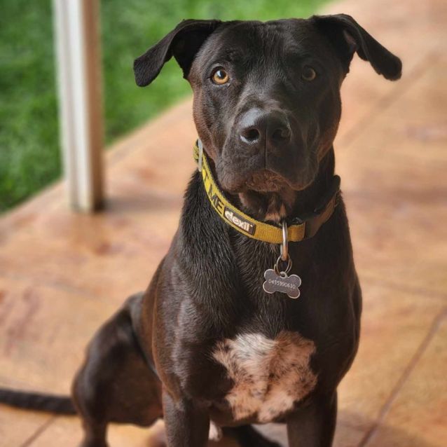 Dusty - Large Male Staffy Mix Dog in QLD - PetRescue