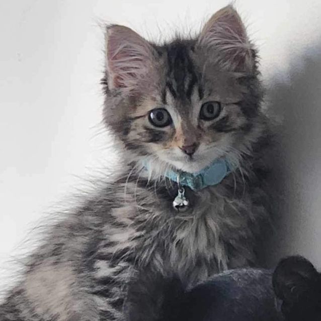 Fred - Male Domestic Medium Hair Cat in VIC - PetRescue