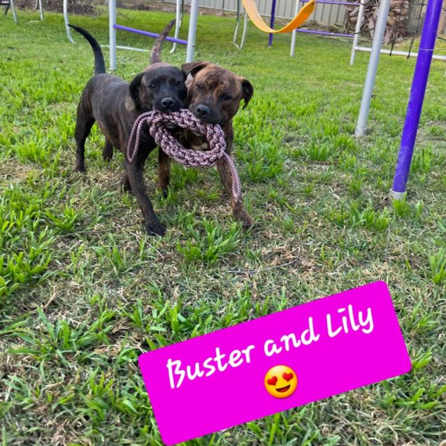 Buster - Medium Male Labrador x Staffy Mix Dog in VIC - PetRescue