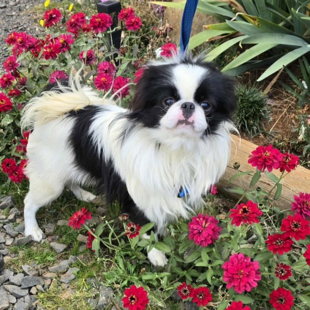 Yuki - Small Male Japanese Chin Dog in NSW - PetRescue