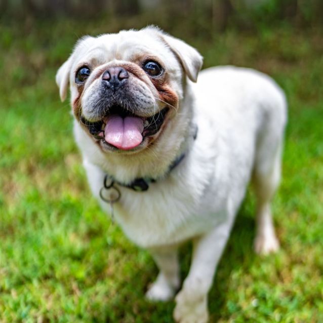 Sammy - Small Male Pug Dog in QLD - PetRescue